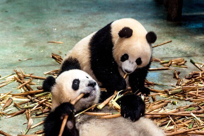 Private Day Tour to Dujiangyan Panda Base & Dam from Chengdu - What You Can Expect at Each Stop
