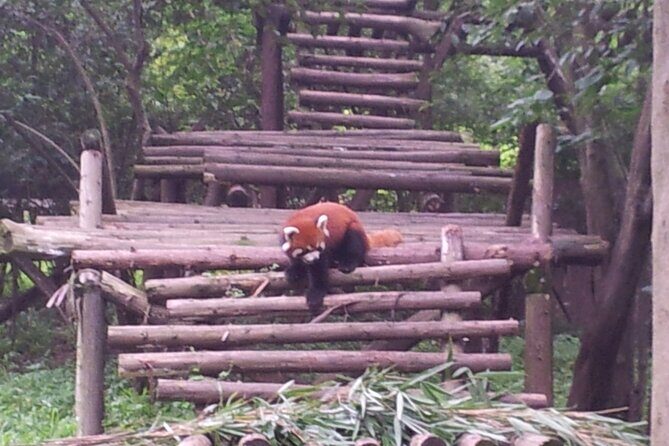 Private Day Tour to Dujiangyan Panda Base & Dam from Chengdu - Practical Details and Why They Matter
