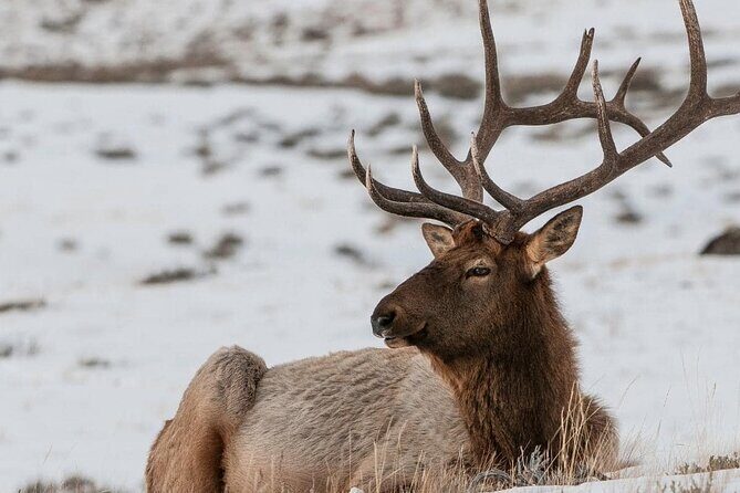 Private Day Tour to Icefield Parkway and Abraham Lake - An In-Depth Look at the Itinerary and What You’ll Experience