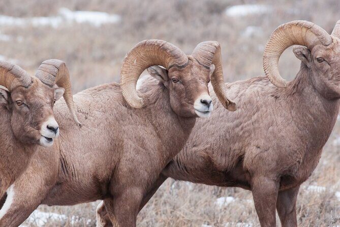 Private Day Tour to Icefield Parkway and Abraham Lake - The Sum Up