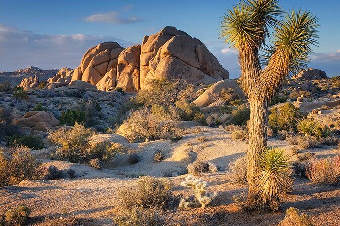 Private Day Tour to Joshua Tree National Park from San Diego - Final Thoughts: Is This Tour Right for You?