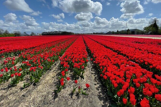 Private Day Tour to Keukenhof Gardens - from Amsterdam/Rotterdam - FAQ