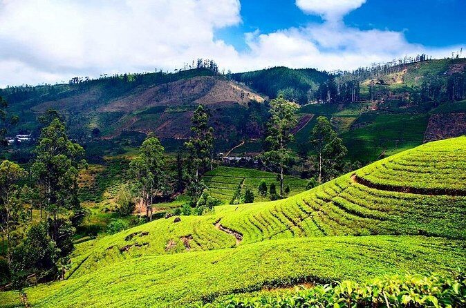 Private Day Tour to Nuwara Eliya Pickup from Kandy - Authenticity and Value