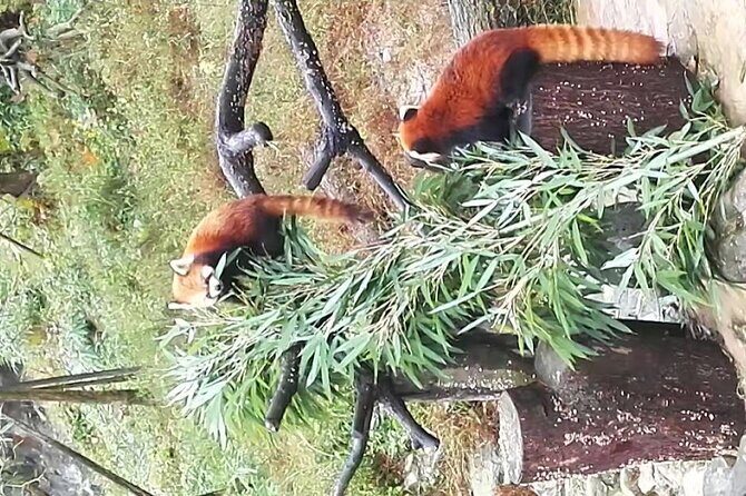 Private Day Tour to Panda Base and Sanxingdui Museum from Chengdu - Frequently Asked Questions