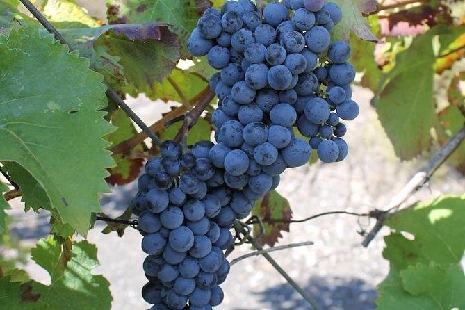 Private day tour to Pompei ,winery, Sorrento from Napoli/Salerno/Amalfi/Positano - What Travelers Say