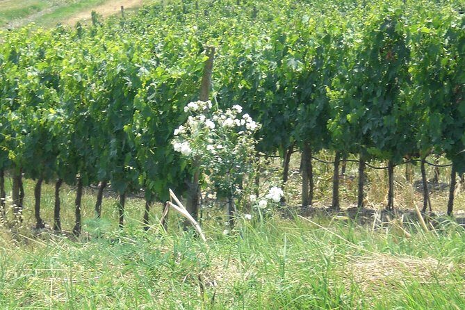 Private day tour to Pompei ,winery, Sorrento from Napoli/Salerno/Amalfi/Positano - FAQs