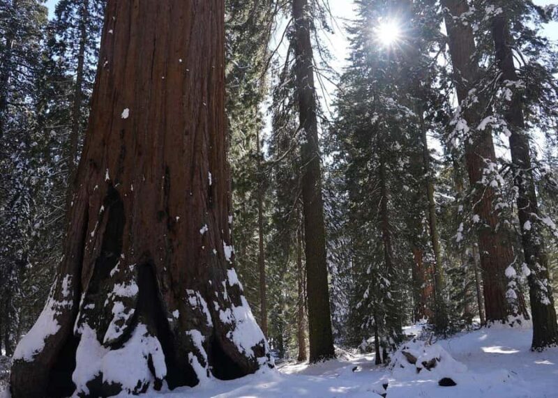 Private Day Tour to Sequoia and Kings Canyon Parks From LA - FAQ