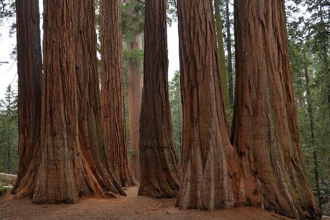 Private Day Tour to Sequoia and Kings Canyon Parks From LA - Key Points