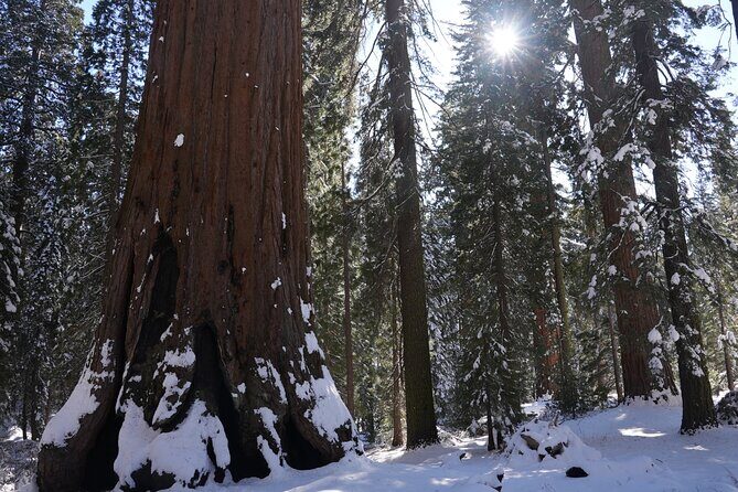 Private Day Tour to Sequoia and Kings Canyon Parks From LA - Authentic Experiences and Authentic Reviews