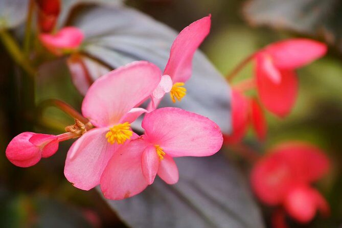 Private Day Tour to South China Botanical Garden from Guangzhou - Key Points