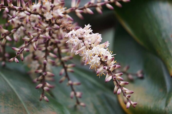 Private Day Tour to South China Botanical Garden from Guangzhou - Discovering Guangzhou’s Green Jewel: South China Botanical Garden