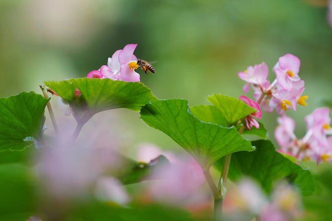 Private Day Tour to South China Botanical Garden from Guangzhou - Overcoming Potential Drawbacks