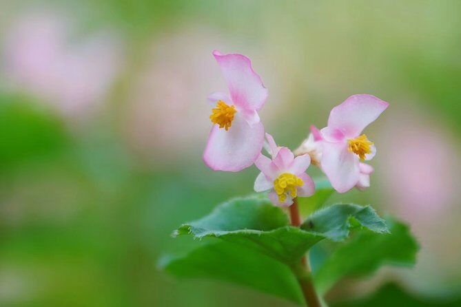 Private Day Tour to South China Botanical Garden from Guangzhou - The Experience from Travelers’ Perspectives