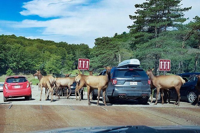 Private day tour to wildlife Parc Omega and Montebello lodge from Montreal - Key Points