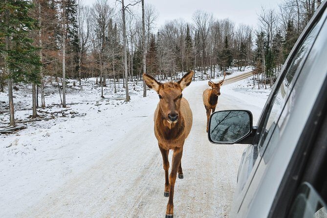 Private day tour to wildlife Parc Omega and Montebello lodge from Montreal - The Value of a Private Guided Day Trip