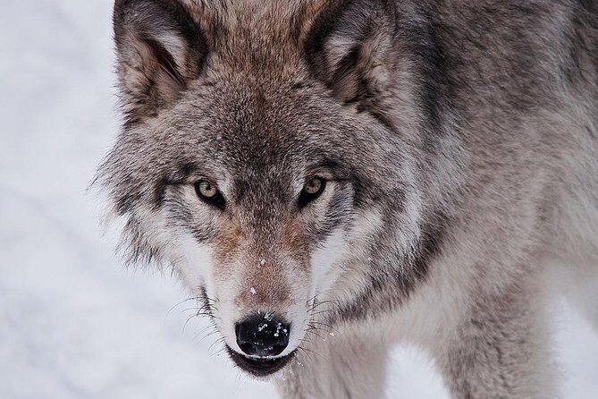 Private day tour to wildlife Parc Omega and Montebello lodge from Montreal - Authentic Encounters and Personal Highlights