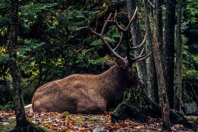 Private day tour to wildlife Parc Omega and Montebello lodge from Montreal - Practical Tips for Travelers