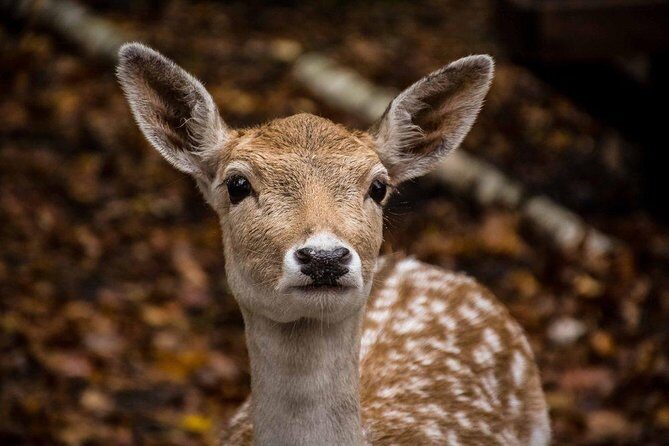 Private day tour to wildlife Parc Omega and Montebello lodge from Montreal - The Sum Up: Who Will Love This Tour?