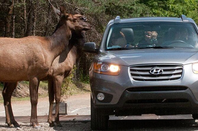 Private day tour to wildlife Parc Omega and Montebello lodge from Montreal - FAQs
