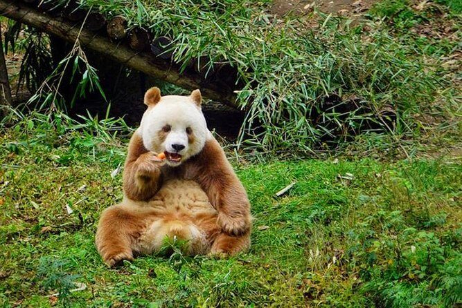 Private Day Tour: Xi'an PandaQI ZAIand City Highlights - Key Points