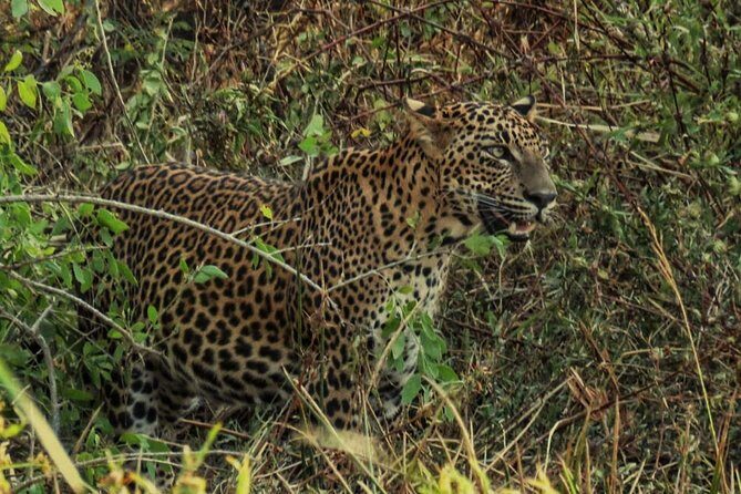 Private Day Tour: Yala National Park Safari Tour from Galle & Weligama - The True Value of This Tour