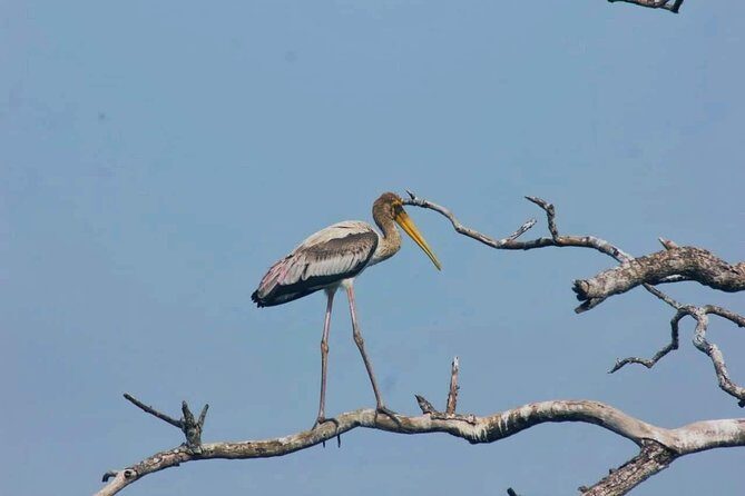 Private Day Tour: Yala National Park Safari Tour from Galle & Weligama - Who Should Book This Tour?