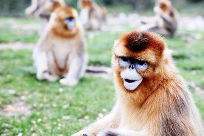 Private Day Tour:Xi'an PandaQI ZAI and Terracotta Warriors Museum - Practical Details and Comfort