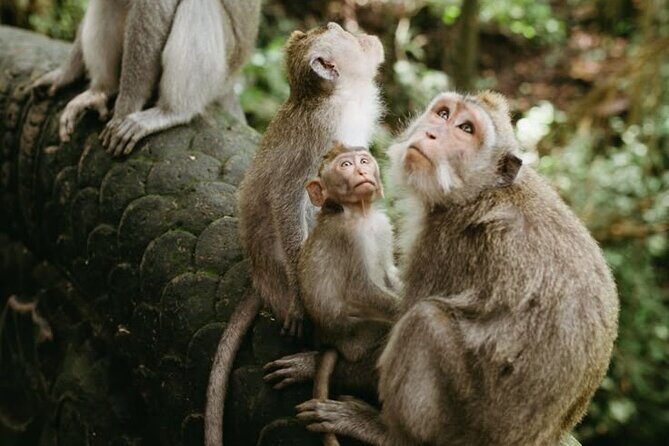 Private Day Trip Bali Rafting, Monkey Forest and Waterfall - Key Points