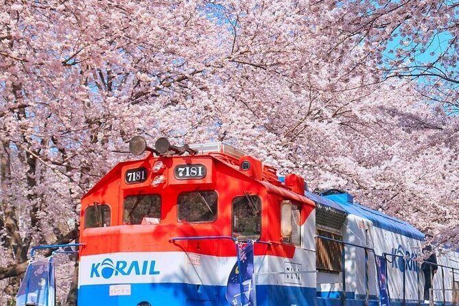 Private Day Trip From Busan to Nearby Cherry Blossom Hotspots - Introduction