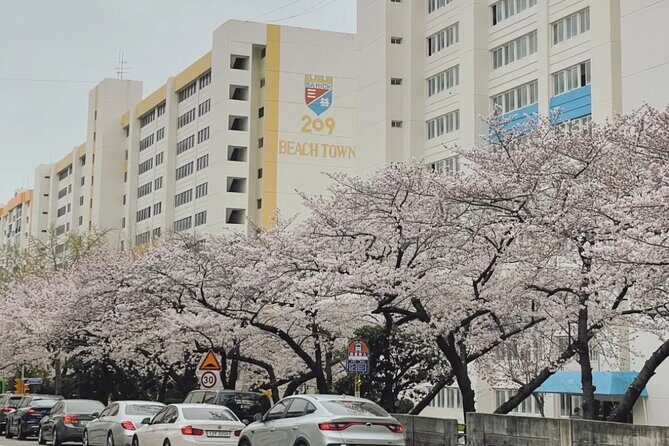 Private Day Trip From Busan to Nearby Cherry Blossom Hotspots - Authentic Traveler Insights