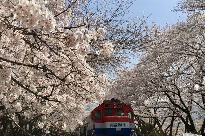 Private Day Trip From Busan to Nearby Cherry Blossom Hotspots - Frequently Asked Questions