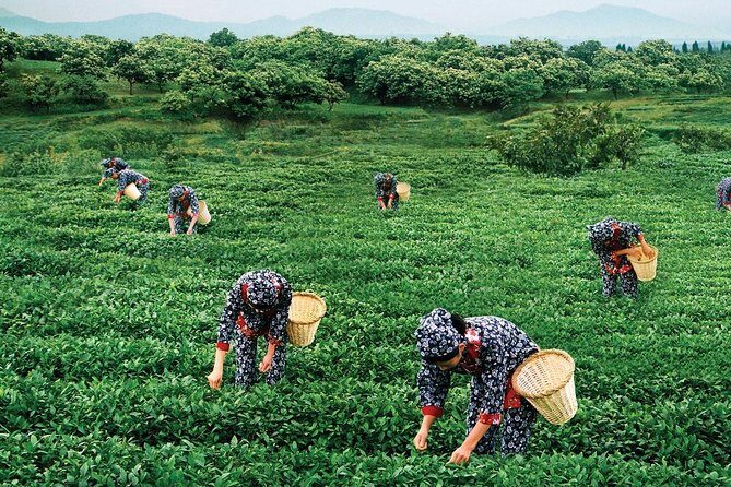 Private Day Trip from Xiamen to Anxi county in Quanzhou - Who’s This Tour Best For?