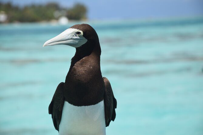 Private Day Trip Hike and Boat in Moorea - Practical Details and Logistics