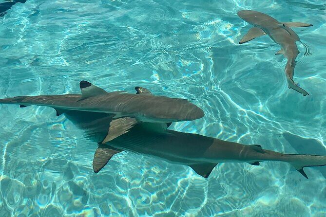 Private Day Trip Hike and Boat in Moorea - Final Thoughts: Is This Tour for You?