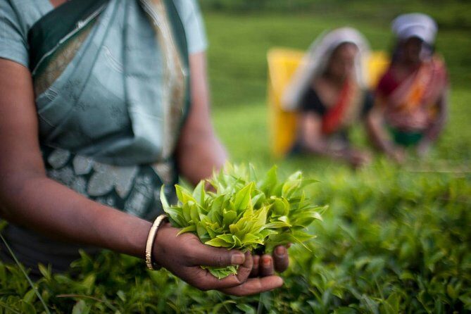 Private Day Trip: Horton Plains and Pedro Tea Factory from Nuwara Eliya - An In-Depth Look at the Experience