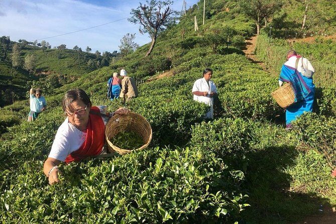 Private Day Trip: Horton Plains and Pedro Tea Factory from Nuwara Eliya - Potential Drawbacks and Considerations