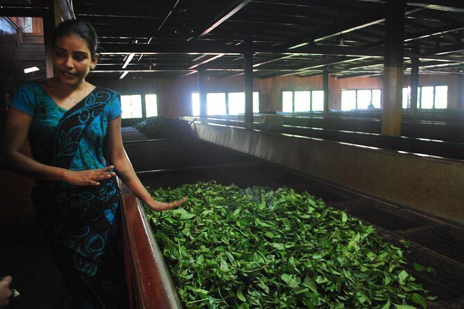 Private Day Trip: Horton Plains and Pedro Tea Factory from Nuwara Eliya - FAQ