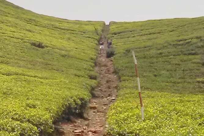 Private Day trip Kandy & pinnawala with your selected attractions - The Practicalities & Value