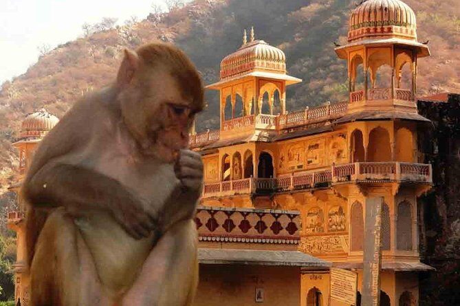 Private Day Trip to Abhaneri Stepwell & Monkey Temple from Jaipur - An In-Depth Look at the Tour Experience