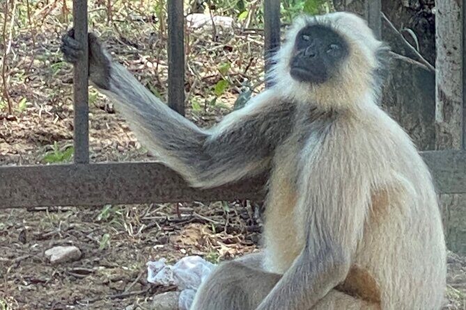 Private Day Trip to Abhaneri Stepwell & Monkey Temple from Jaipur - The Sum Up