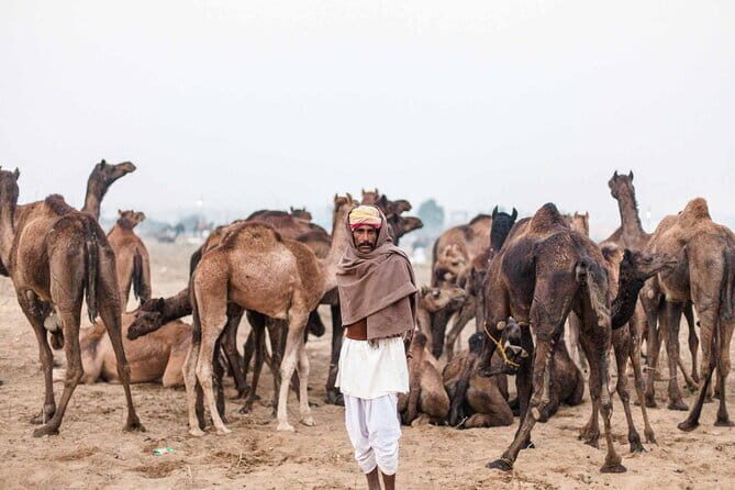 Private Day Trip to Ajmer & Pushkar from Jaipur by Car - Key Points