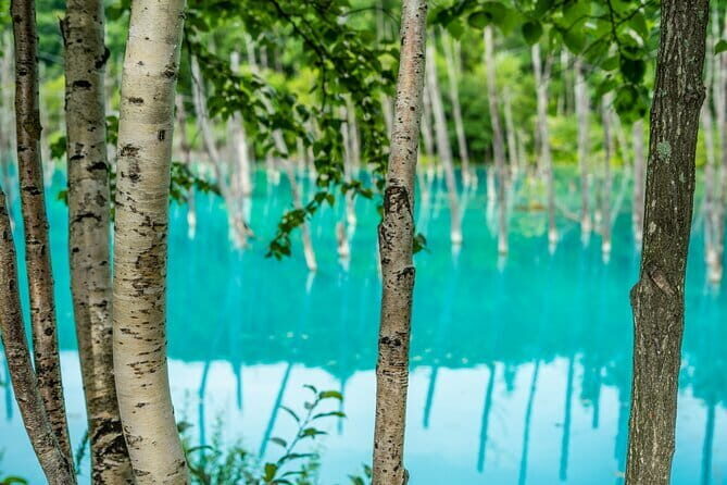 Private Day Trip to Asahiyama Zoo and Biei Blue Pond - Exploring Hokkaido with a Private Day Trip to Asahiyama Zoo and Biei Blue Pond