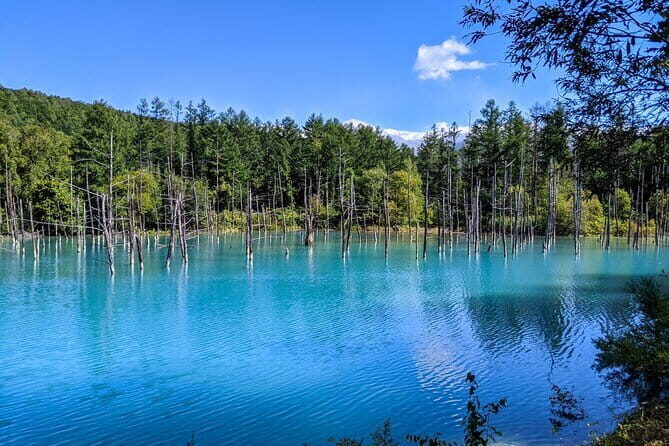 Private Day Trip to Asahiyama Zoo and Biei Blue Pond - Key Points