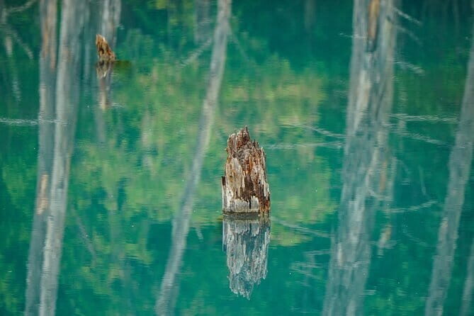 Private Day Trip to Asahiyama Zoo and Biei Blue Pond - Cost Analysis and Value