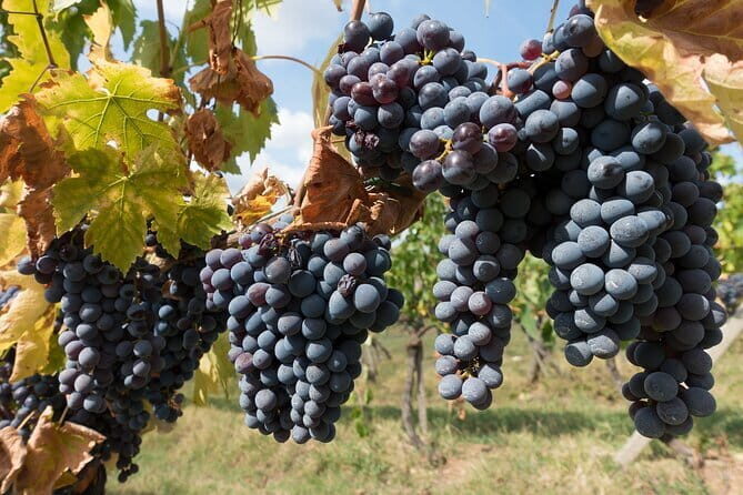 Private Day Trip to Chianti from Florence - Exploring the Tuscan Countryside: What to Expect