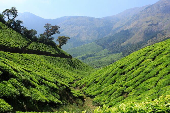 Private Day Trip to Munnar from Kochi (Cochin) - Key Points