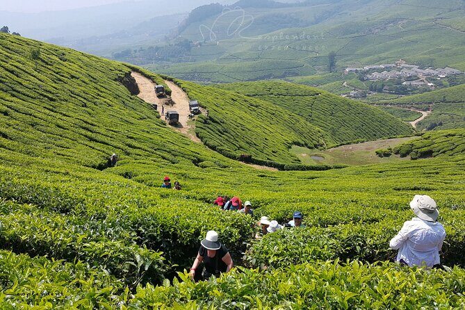 Private Day Trip to Munnar from Kochi (Cochin) - An In-Depth Look at the Experience