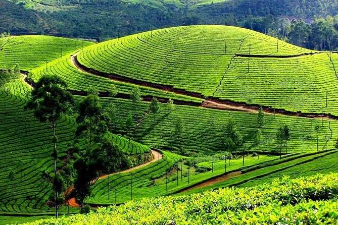 Private Day Trip to Munnar from Kochi (Cochin) - Who Should Consider This Tour?