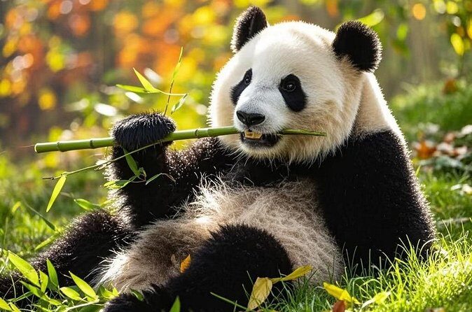 Private Day Trip to Panda Base - The Value of This Tour