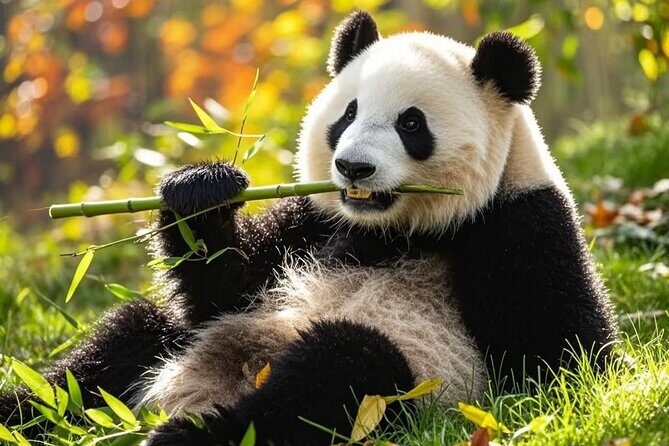 Private Day Trip to Panda Base - FAQs